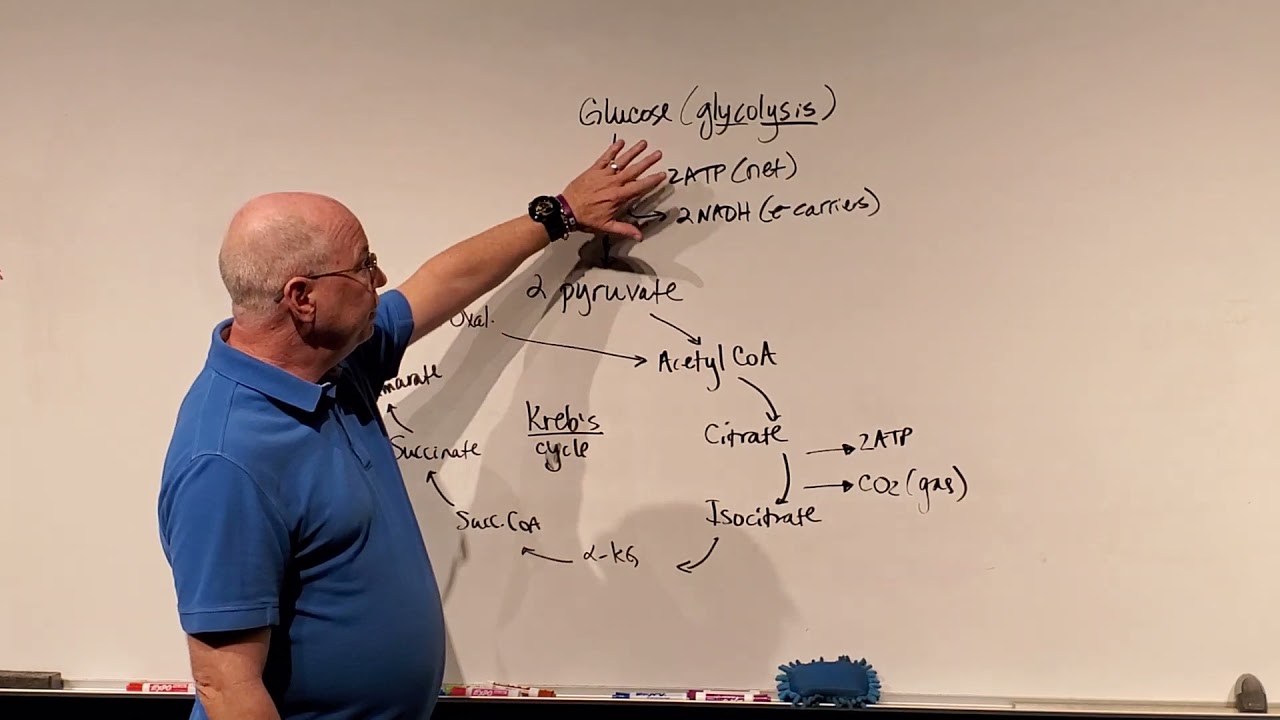 Micro Lab 7: Microbial Metabolism and Biochem Testing - YouTube