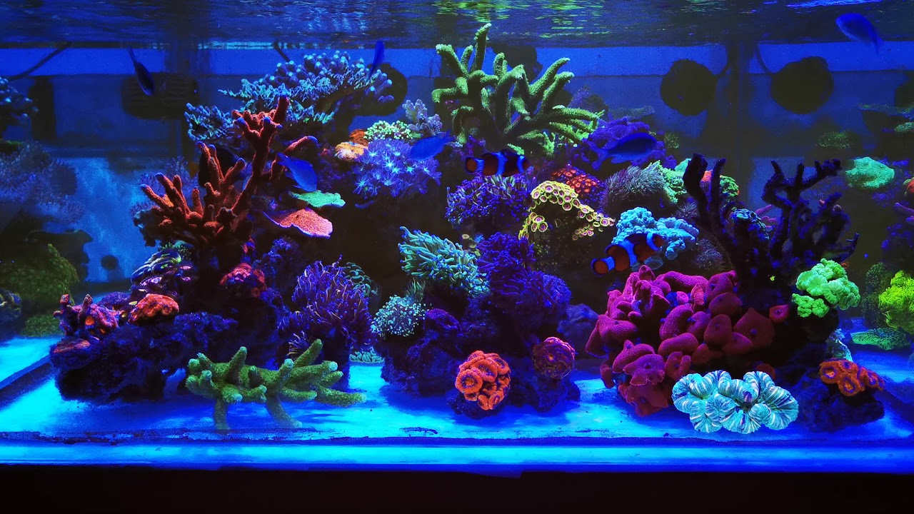 Reef tank shallow - YouTube