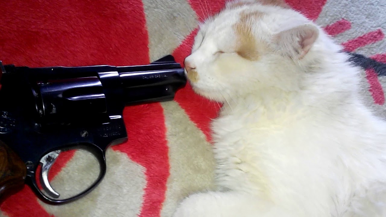 Revolver más gato (reacción) - YouTube