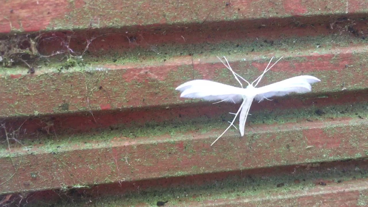WHAT IS THIS MYSTERIOUS FLYING CREATURE? WHITE PLUME MOTH - YouTube