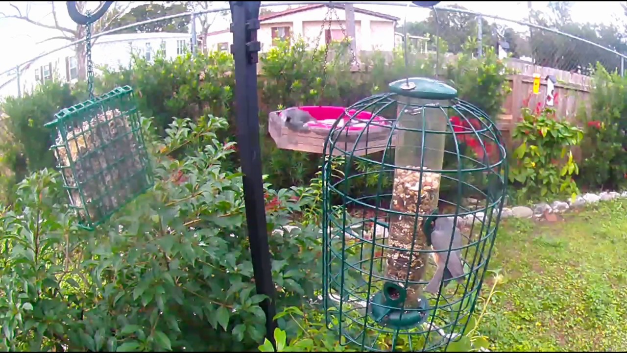 Birds Chilling in Backyard Orlando BitBO - 122319b - YouTube