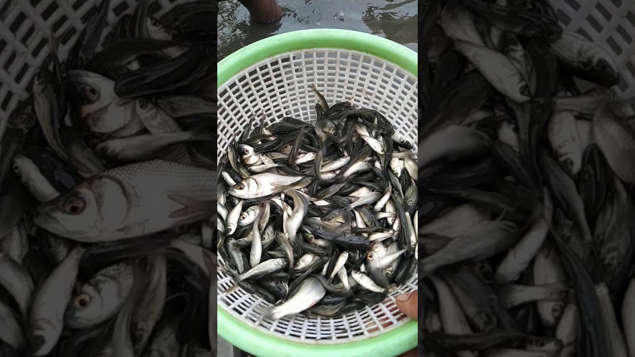 Rohu catla fingerlings 7001340446 - YouTube