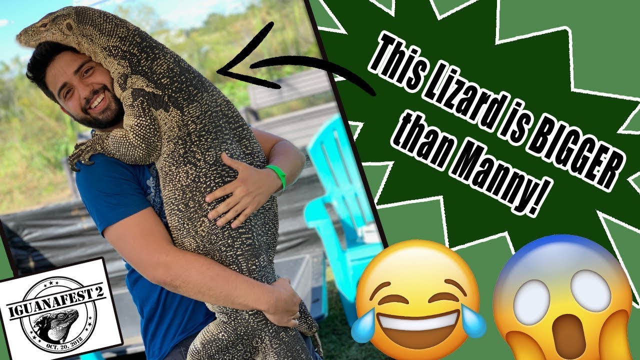 6ft long GIANT Lizard, 30 year old Galapagos Tortoise, Eagle Owls and ...