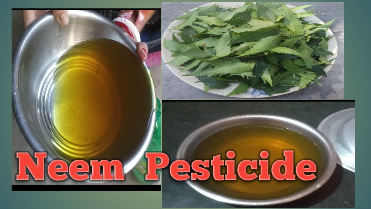 Neem leaves pesticides | how to make organic pesticides from neem ...