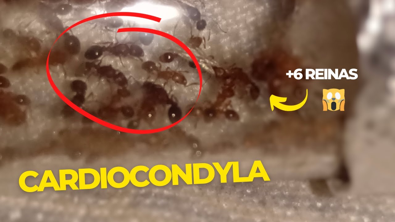 ¿Qué son las cardiocondyla? Te presento a mis pequeñas amigas aladas ...