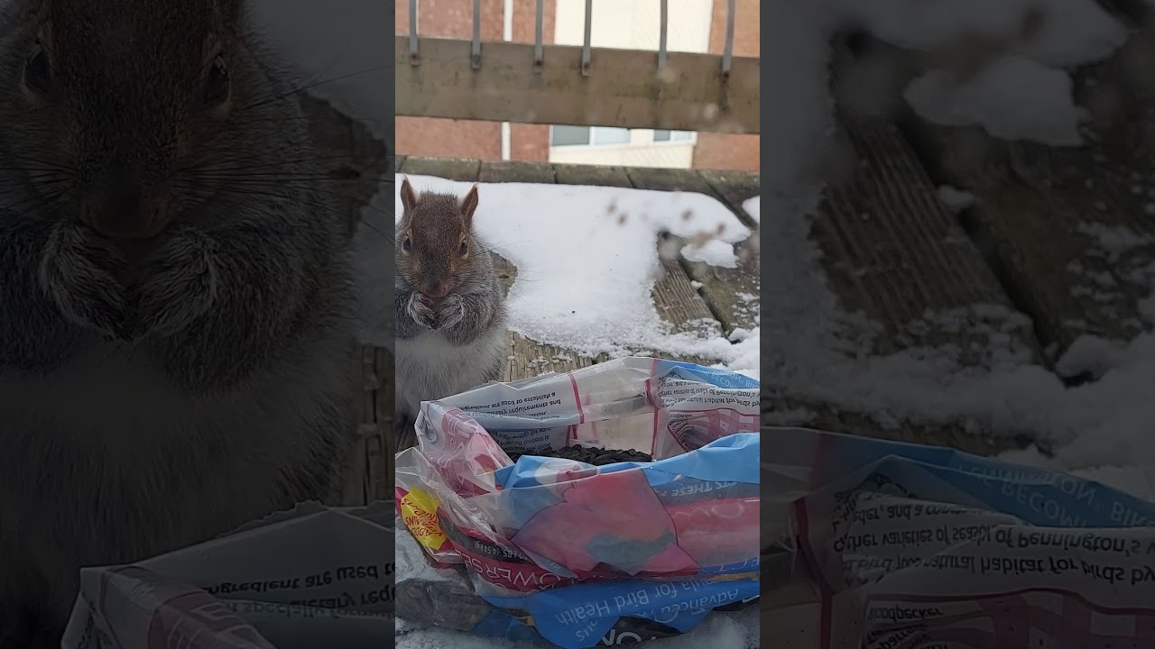 Starving squirrel eats bird food - YouTube