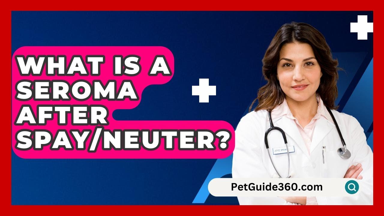 What Is A Seroma After Spay/neuter? - PetGuide360.com - YouTube