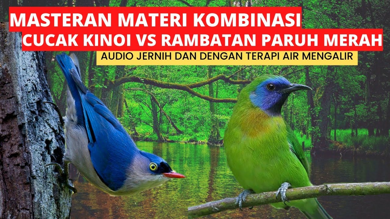masteran tembakan kombinasi cucak kinoi vs rambatan paruh merah - YouTube