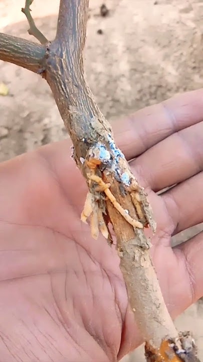 Successful air layering #shorts ##youtubeshorts #gardening #lemon - YouTube