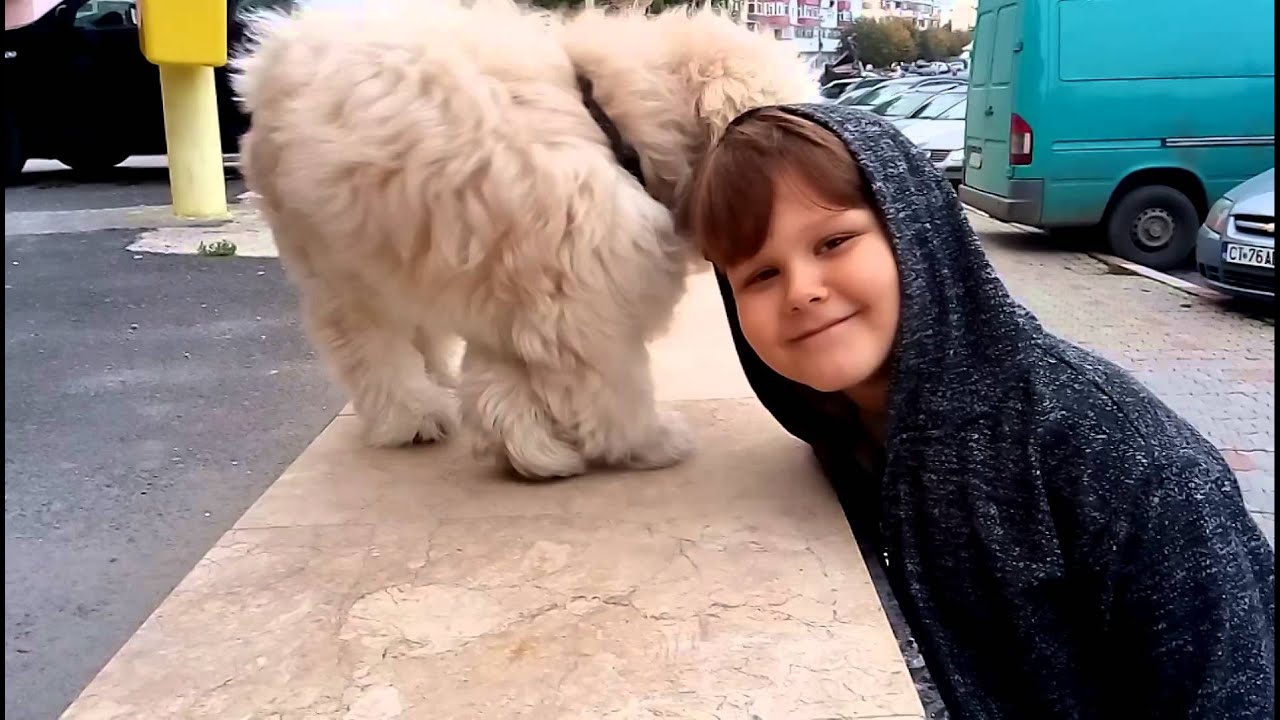 I LOVE DOG--Sweet pappy dog--If you like cute dog - YouTube