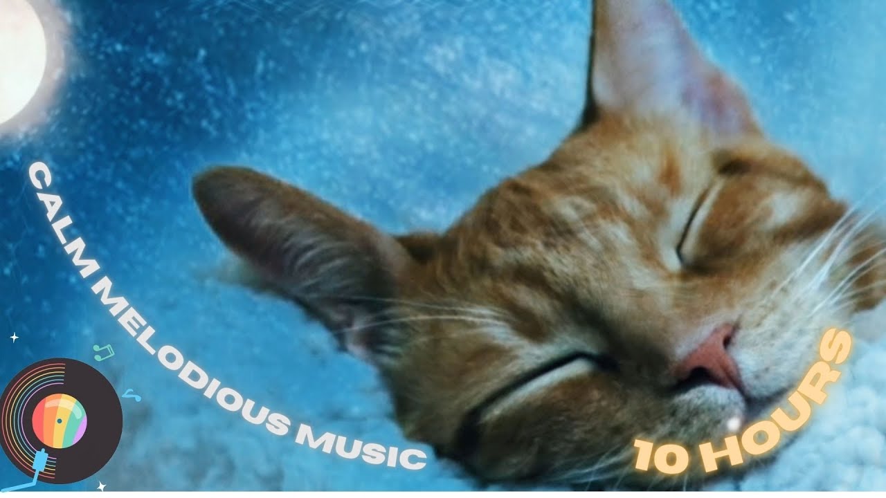 Flowing To The Moon | Calm Melodious Music | 10 Hours | Cat Relaxation ...