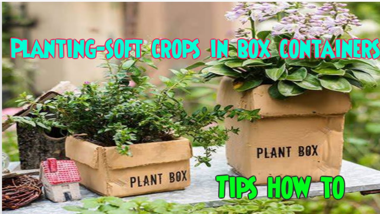 Planting Soft Crops in Cardboard Containers | Kitchen Gardening | Grow ...