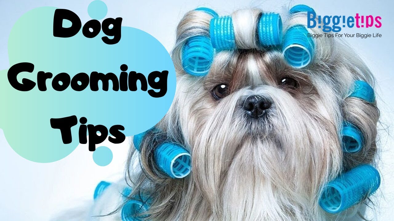 Ultimate Dog Grooming Tips – Dog Care Tips | BiggieTips.com - YouTube