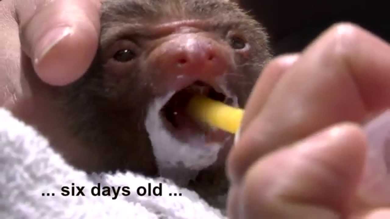 Our two sloth babies are fighting for their lives. - YouTube