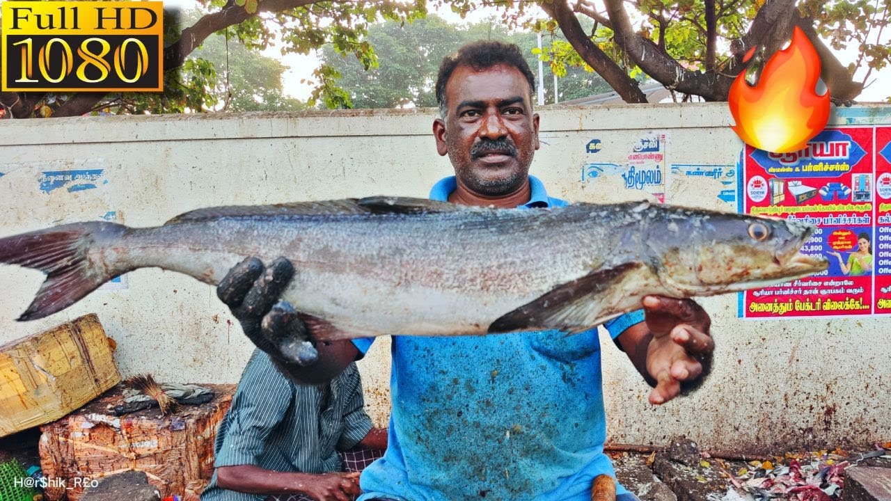 KASIMEDU FISH CUTTING💥| COBIA FISH CUTTING🐟 | FISH CUTTING SKILL | CKFC ...
