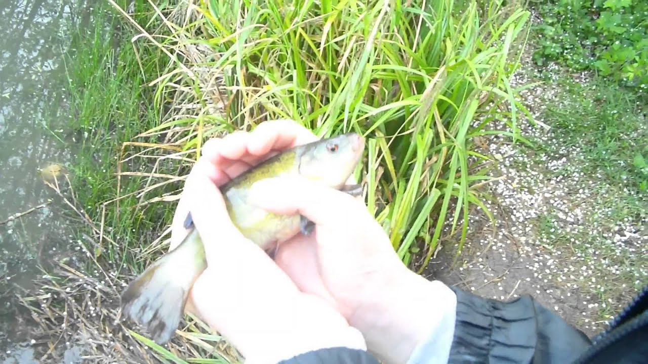 Fish Of The Day #1 08/05/2011 Small Tench - YouTube
