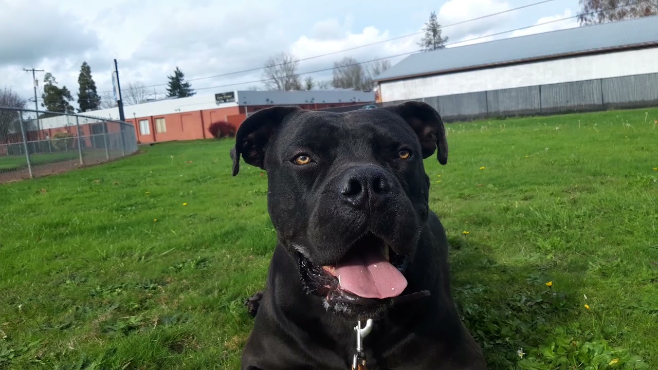 Reactive mastiff becomes calm - YouTube