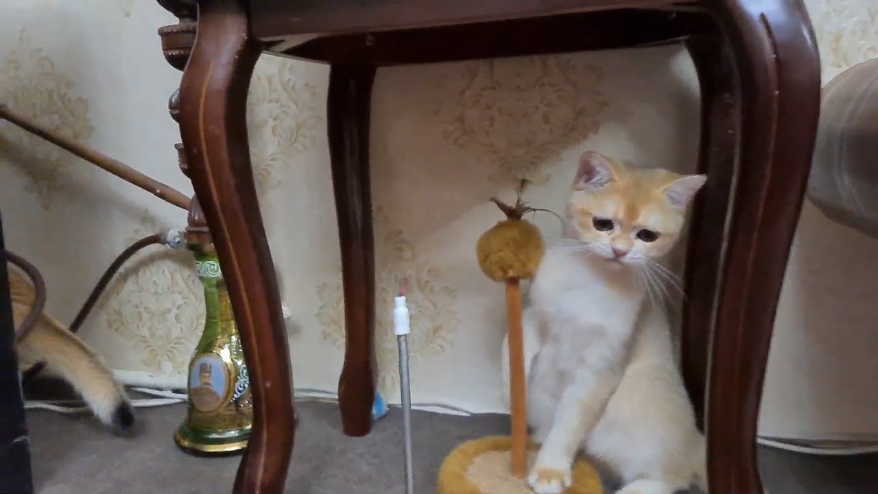 Juli CAT and Julia CAT are the sweetest specially when they play 🐱😻🐈🐱 ...