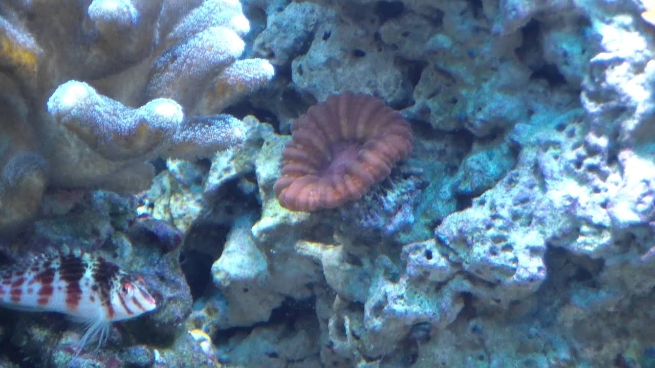 Reef tank 580l..400w hqi og 4*54w t5..norway - YouTube