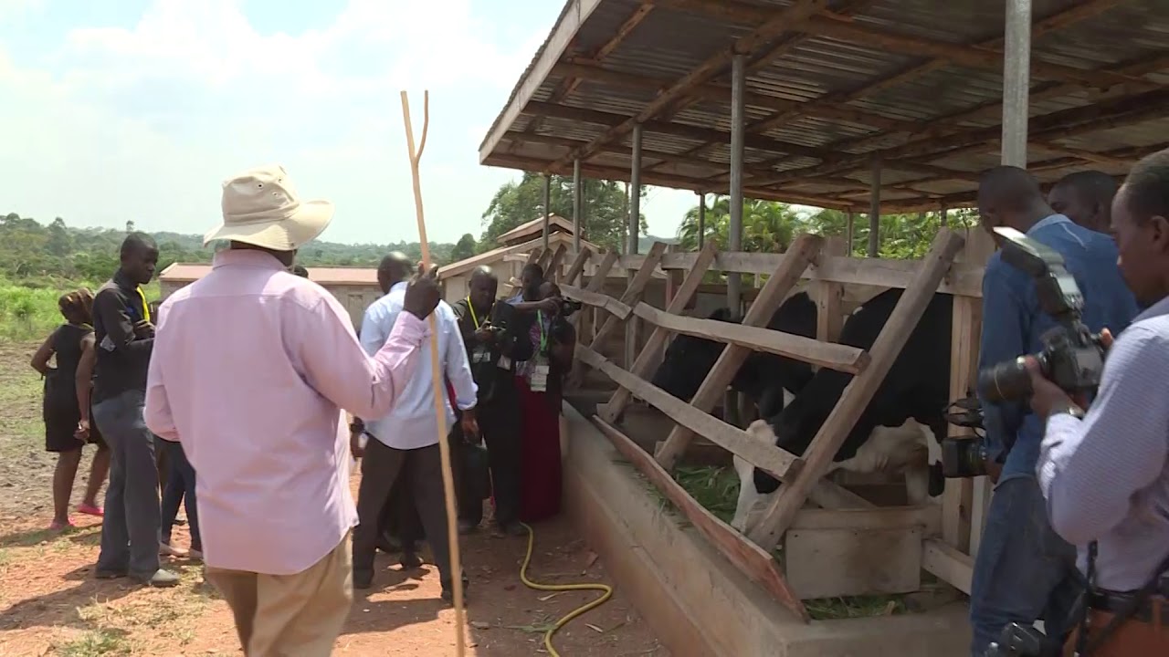 H.E PRESIDENT Y.K MUSEVENI IN HIS CATTLE DEMONSTRATION FARM IN KAWUMU ...