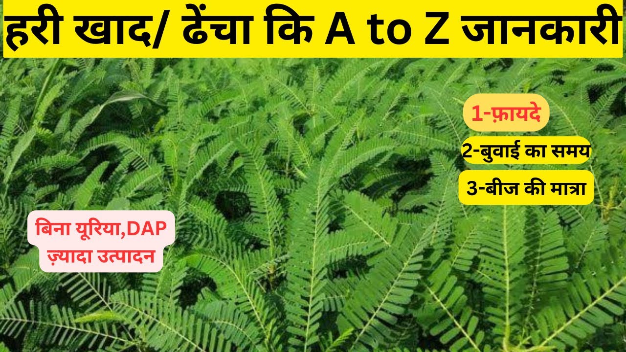 ढैंचा (sesbenia rostata) की खेती /Dhencha ki kheti! 80% सब्सिडी # ...