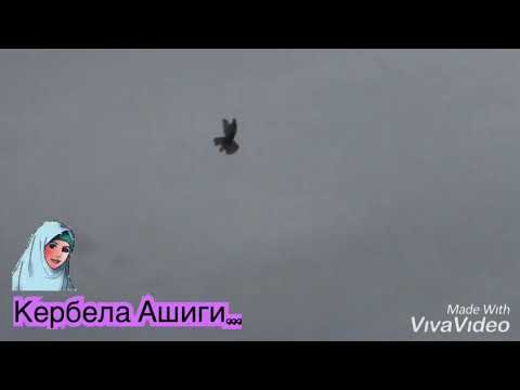 Göyerçin salto vurur 👍🏻🕊