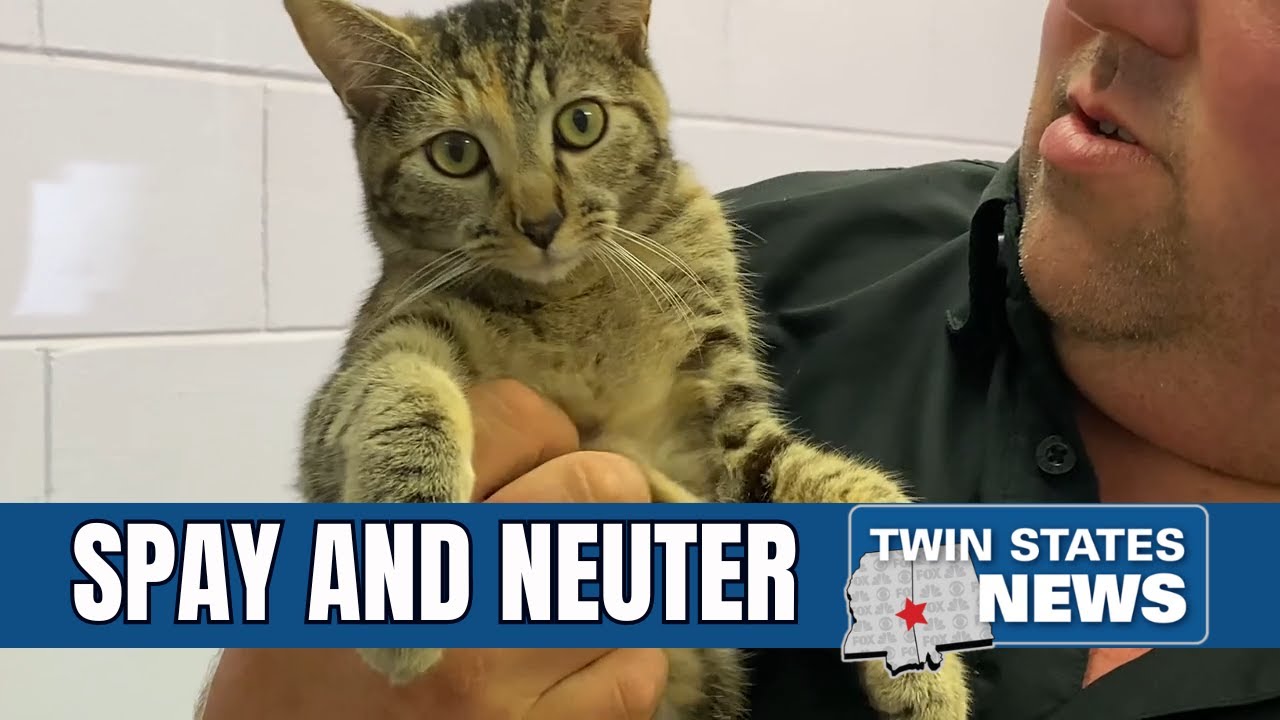 Stray Overpopulation: Spay and Neuter Program Looking for Funding - YouTube