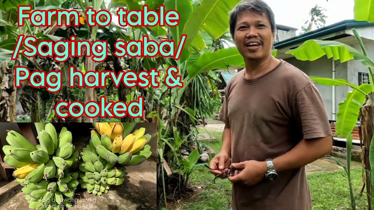 Farm to table/harvesting saging saba and cooked - YouTube