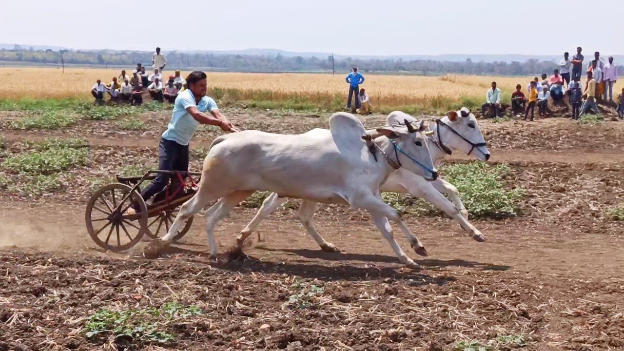 hardik sharma narsinghpur dara aur kareli wala bail chhota joda | ox ...
