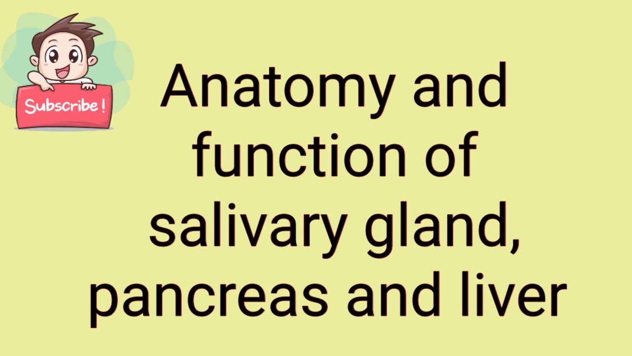 Anatomy and function of salivary gland, pancreas and liver - YouTube
