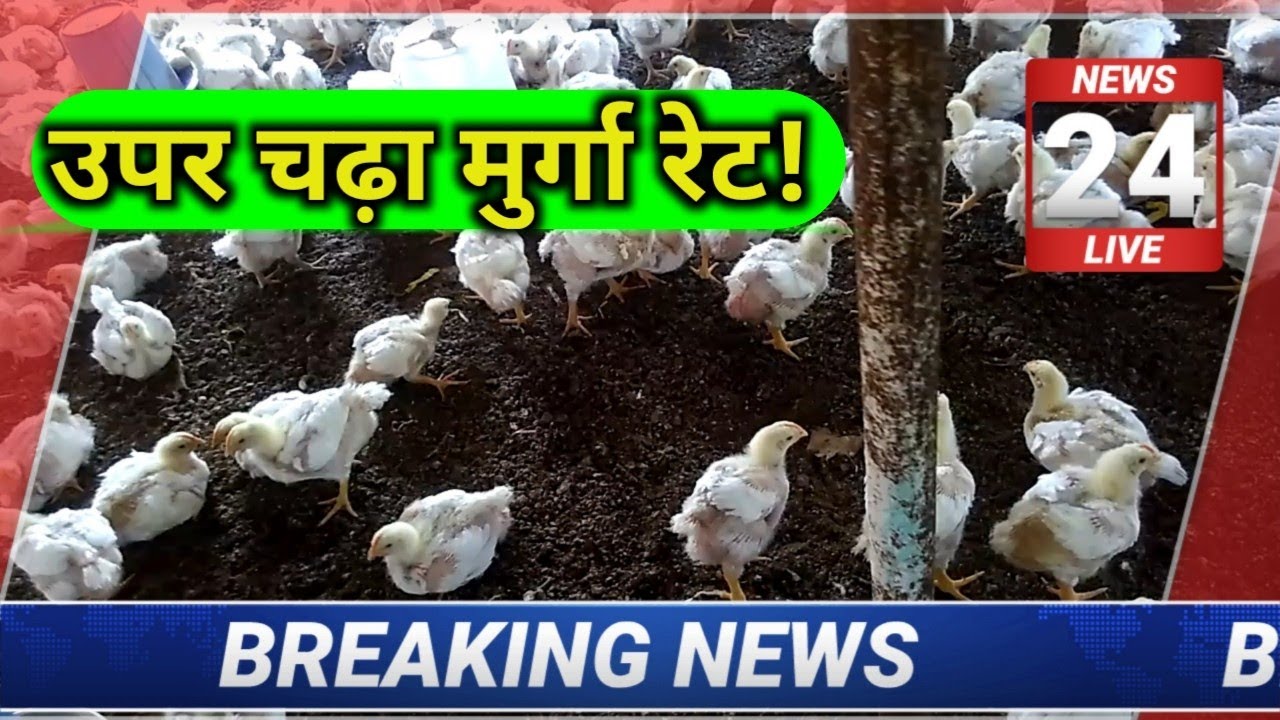 poultry rate today | chicken rates today |thok murga mandi rates ...