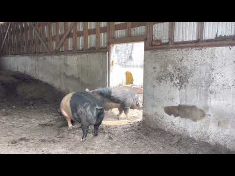 Some of Diana pigs in Maine - YouTube