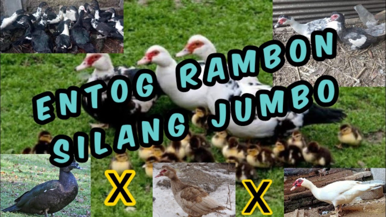 mentok/entog rambon x mentok jumbo x mentok lokal bulu hitam - YouTube