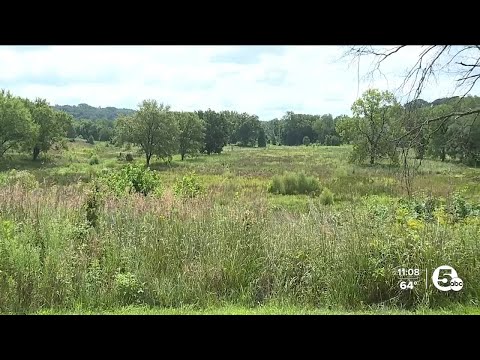 What it looks like when nature reclaims a golf course