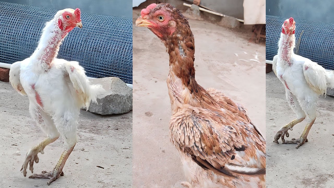 Aseel Nora Murga || asil Cross Chicken || Murgi || Cock Hen - YouTube