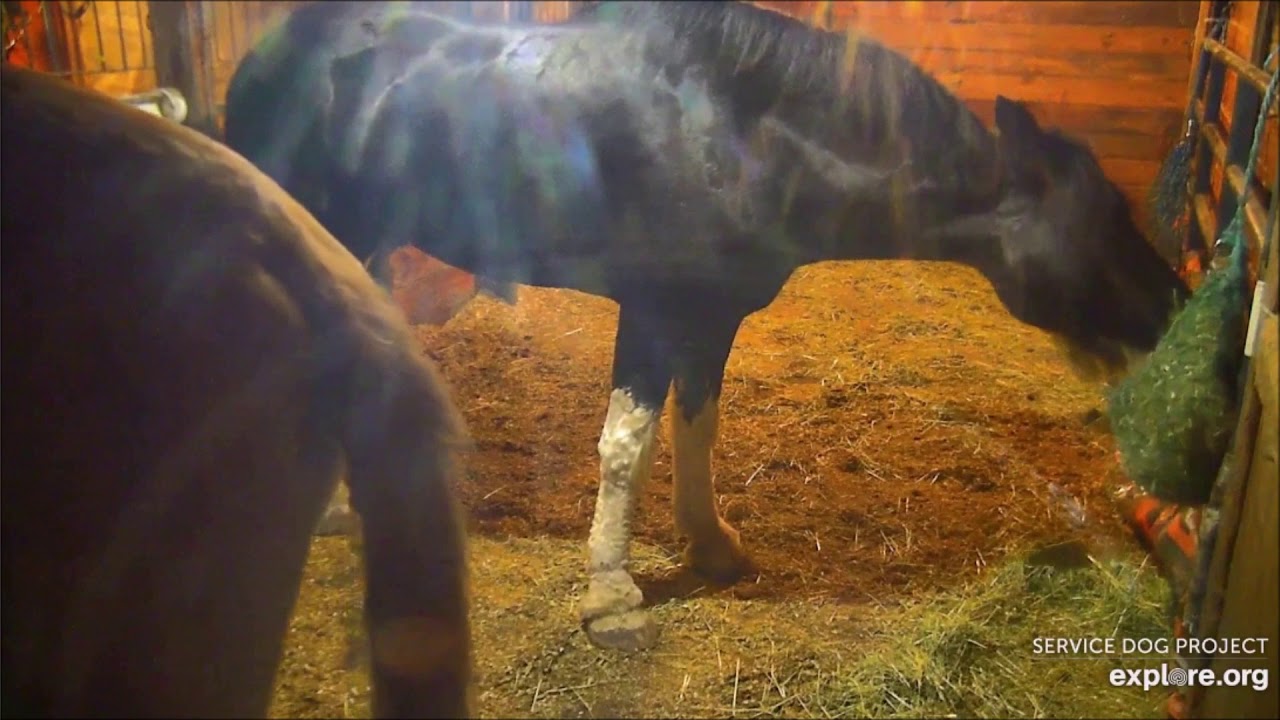Donkey stall during the night - YouTube
