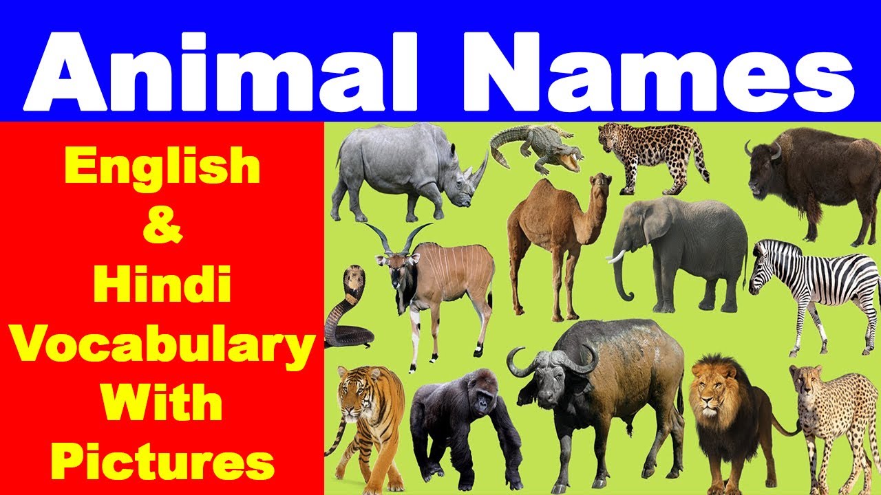 Animal Name In English And Hindi With Pictures SPL STUDY YouTube animal-name-in-english-and-hindi-with-pictures-spl-study-youtube