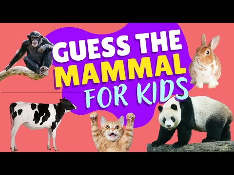 Guess the mammal for children & kids! | Mammals Edition - YouTube