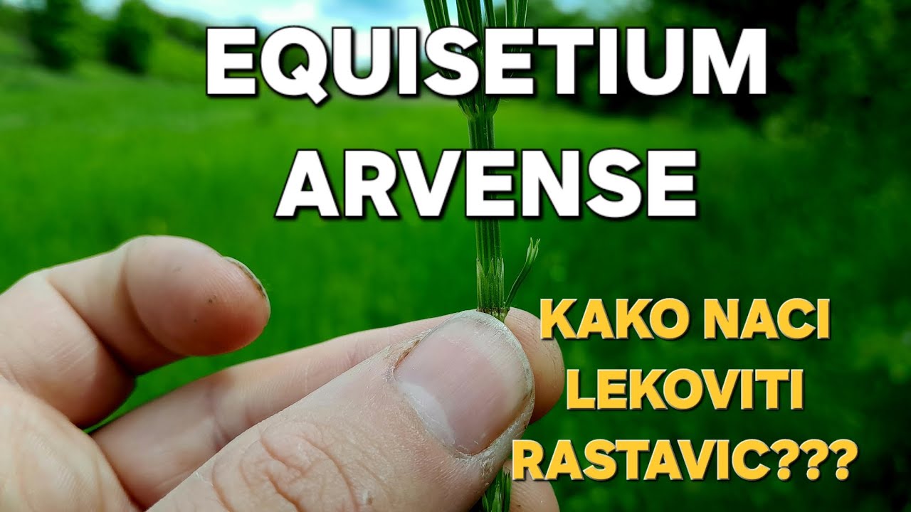 PRAVI POLJSKI RASTAVIC-LEKOVITI-OBJASNJENJE KAKO GA NACI! - YouTube