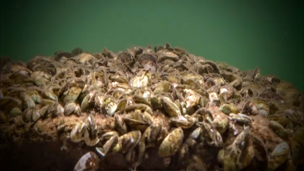 How To Prevent The Spread Of Aquatic Invasive Species YouTube how-to-prevent-the-spread-of-aquatic-invasive-species-youtube