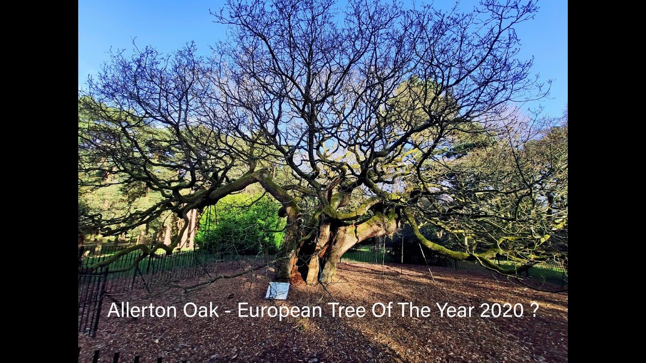 Allerton Oak - European Tree Of The Year - YouTube