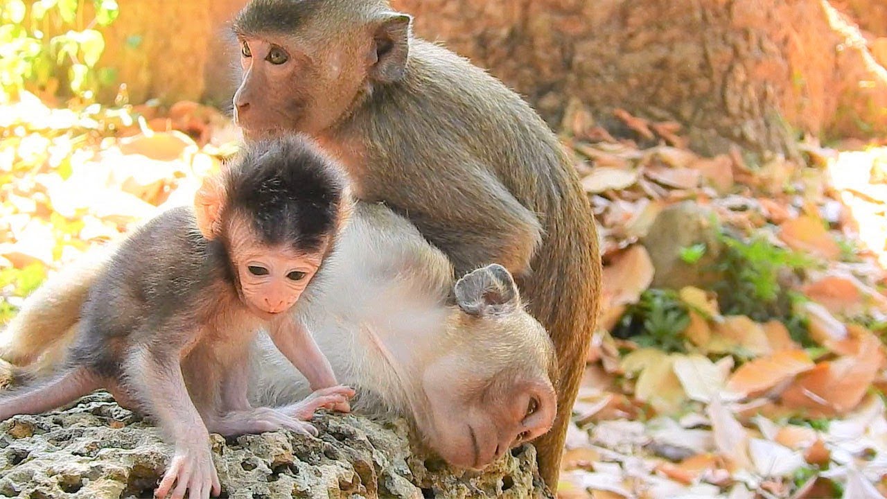 Wonderful Baby Monkey Jayden Enjoy Playing With Nanda, But Baby Monkey ...