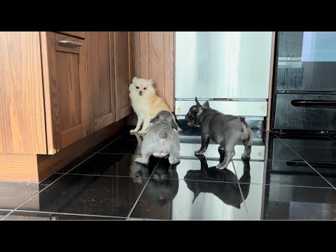 POMERANIAN VS THE FRENCHIE PUPPIES 😱😯 - YouTube