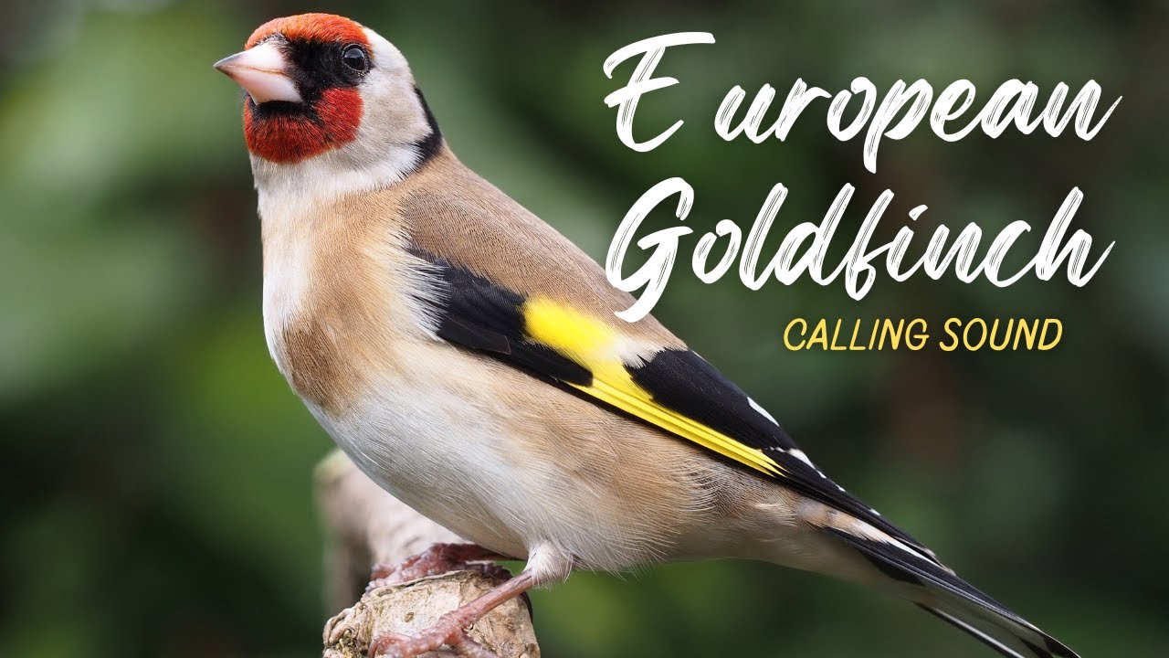 European Goldfinch Calling Sound - YouTube