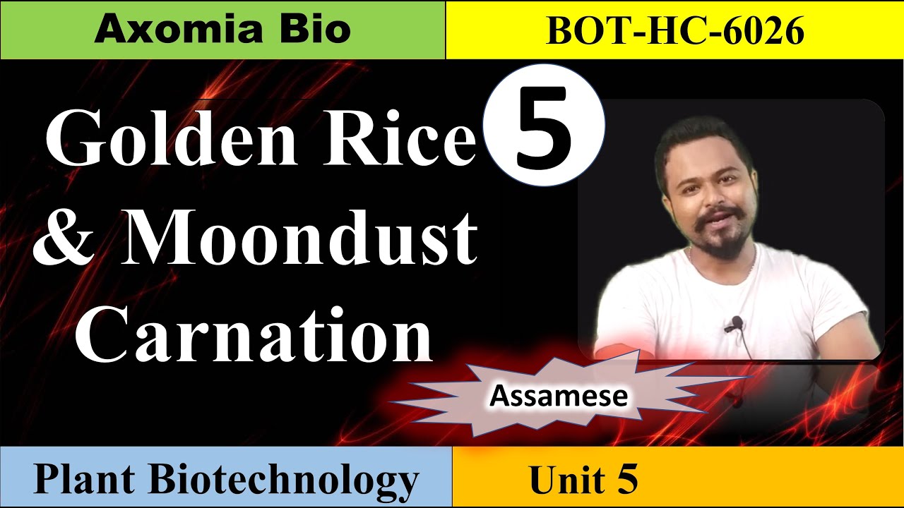 Golden rice & Moondust carnation| Applications of Biotechnology ...