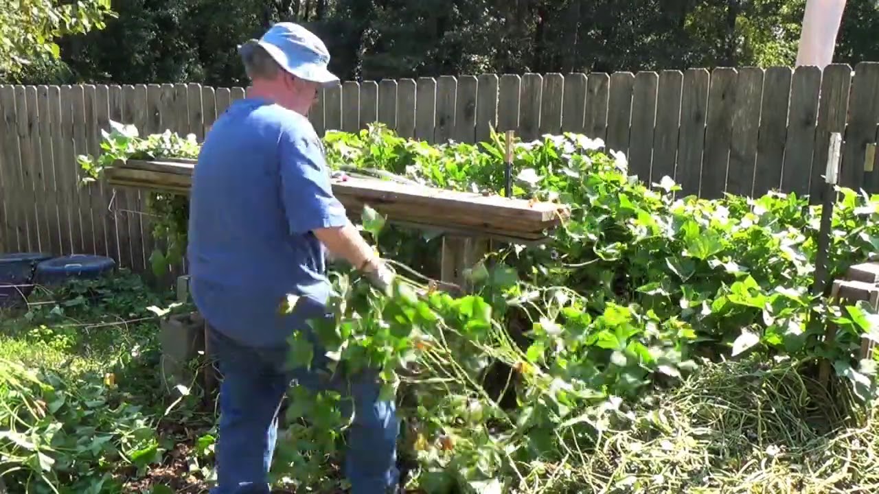 Sweet Potatoes Take Over Compost Pile - YouTube