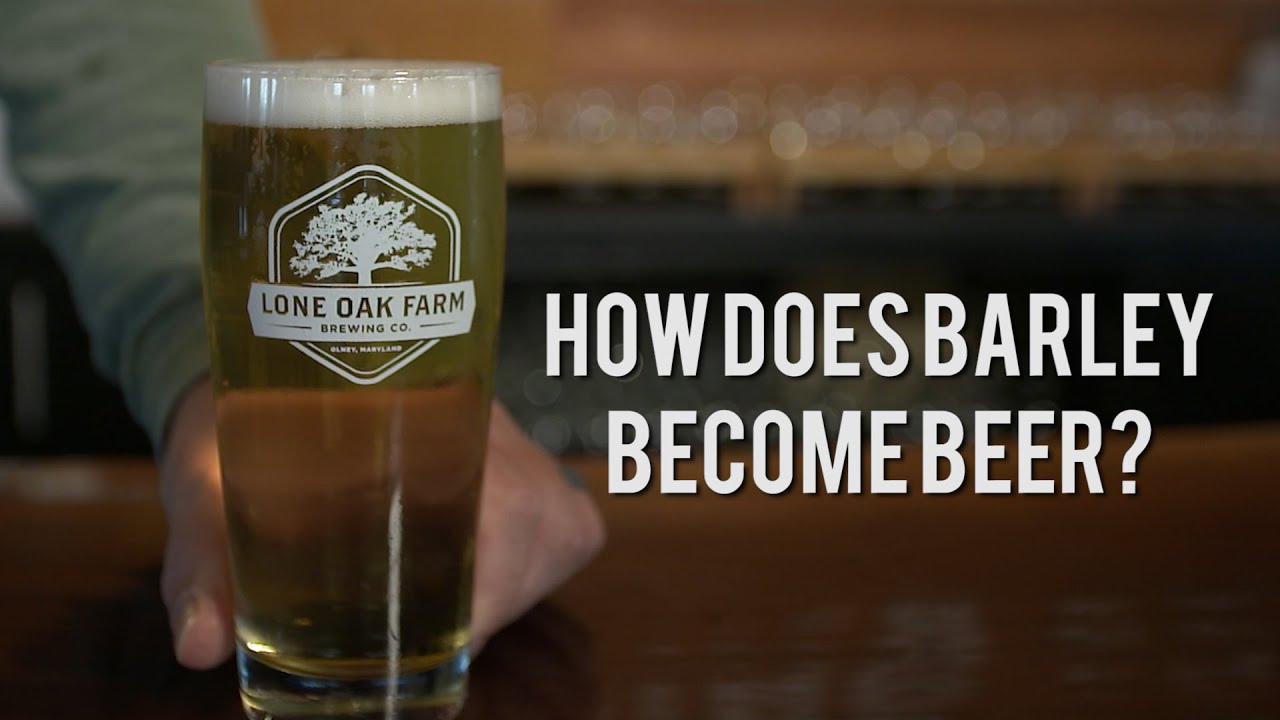 How Does Barley Become Beer? - YouTube