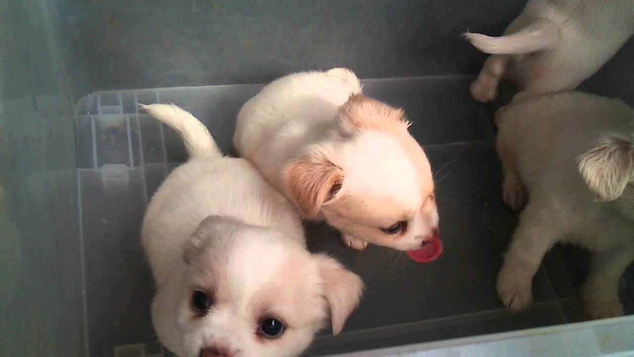 超可愛狗 cute dog BB !!! - YouTube