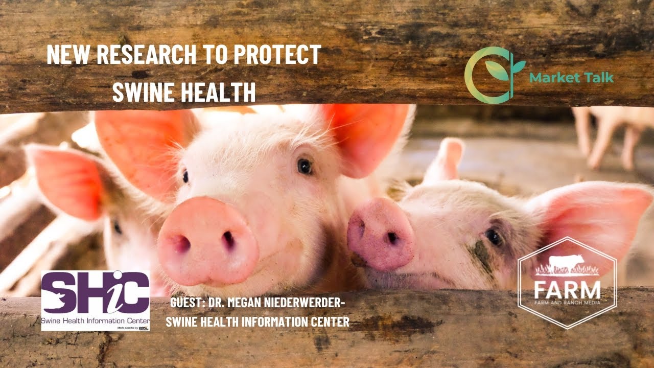 New Research to Protect Swine Health - YouTube