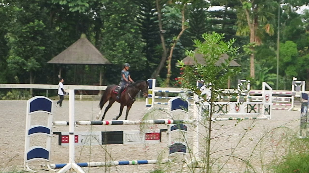 Kuda Warmblood berlatih jumping saat di lockdown || Horse stable - YouTube